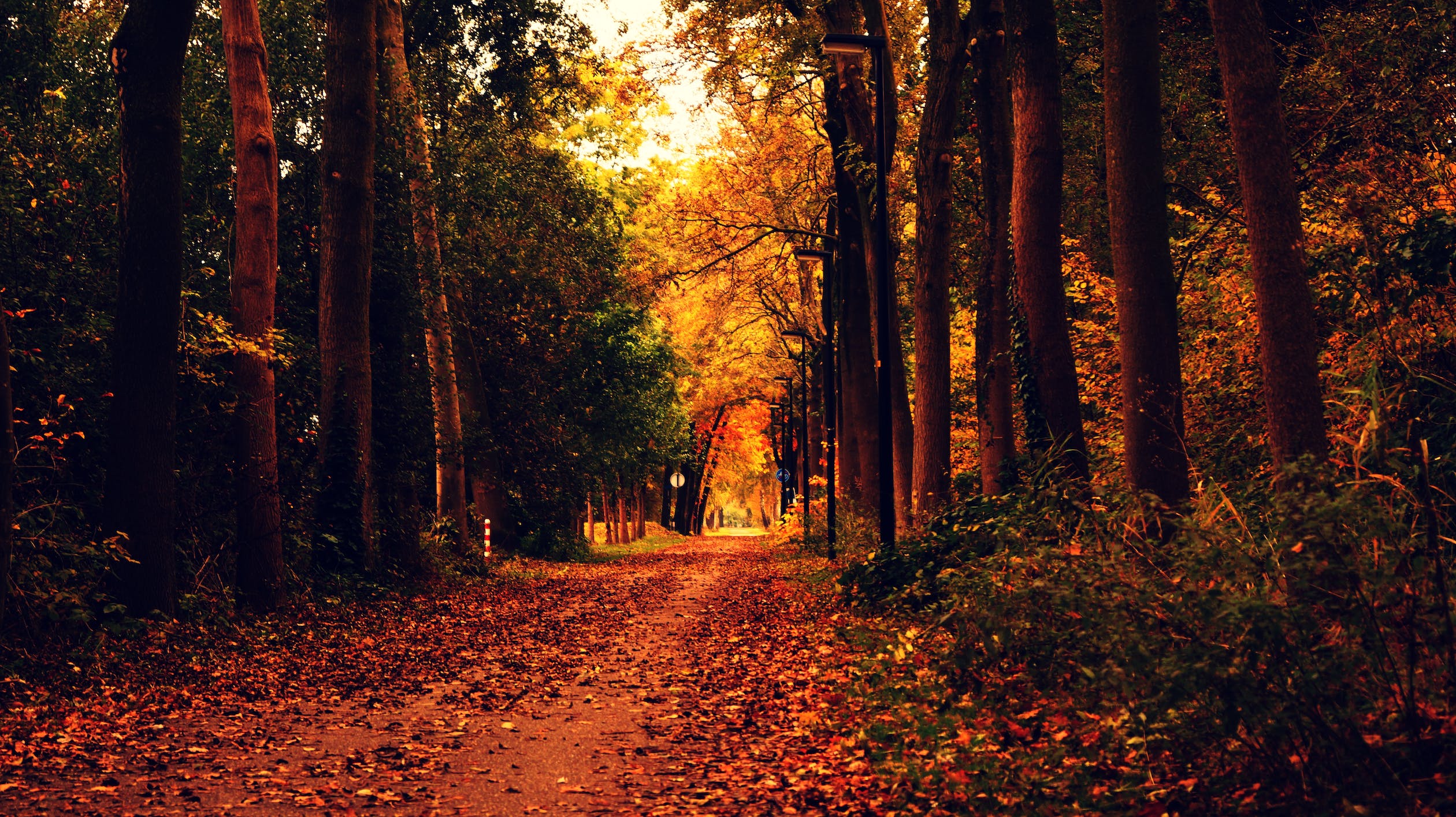 Fall Watering Guide: Importance, Tips & Tricks for