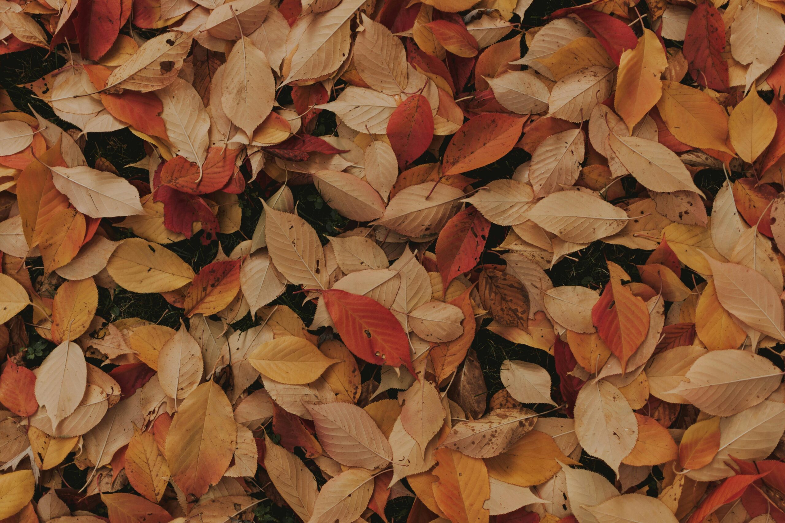 How To Prevent Leaf Mold and Protect Garden Beds This Fall | Sunready ...